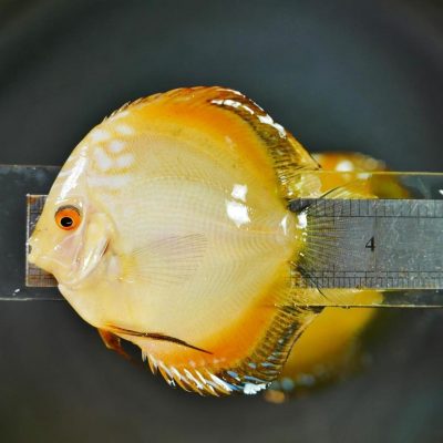 Golden Crystal Discus | Discus.com