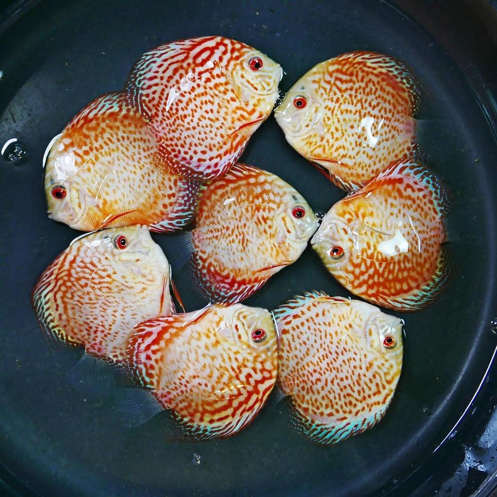Golden Leopard Discus, Clustered Pattern | Discus.com
