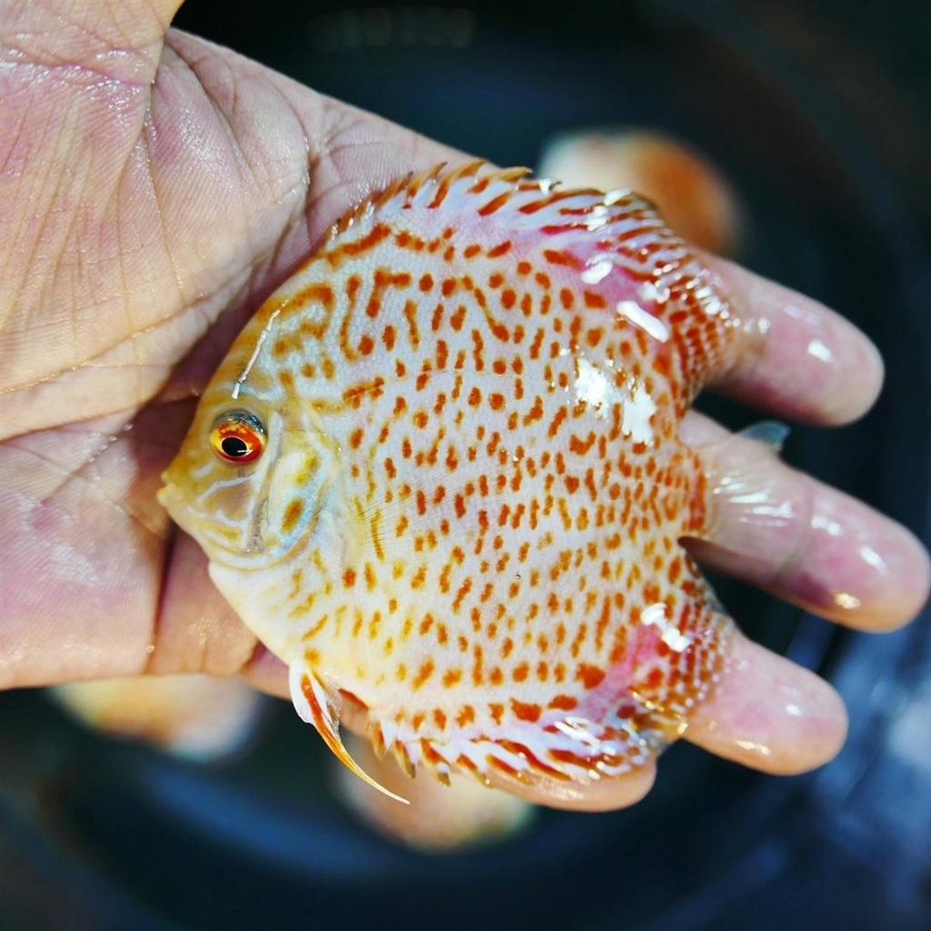 Golden Leopard Discus, Clustered Pattern | Discus.com