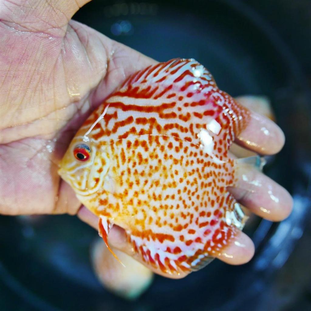 Golden Leopard Discus, Clustered Pattern | Discus.com