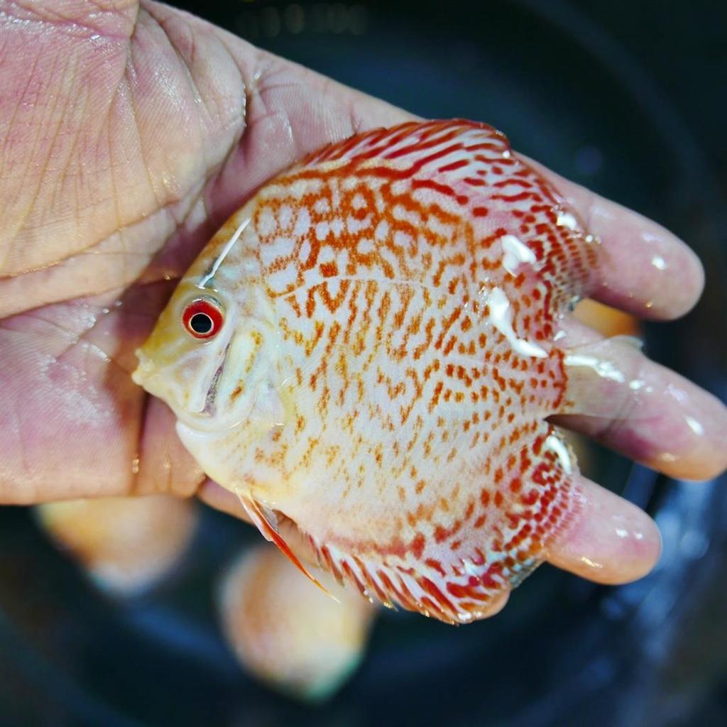 Golden Leopard Discus, Clustered Pattern | Discus.com