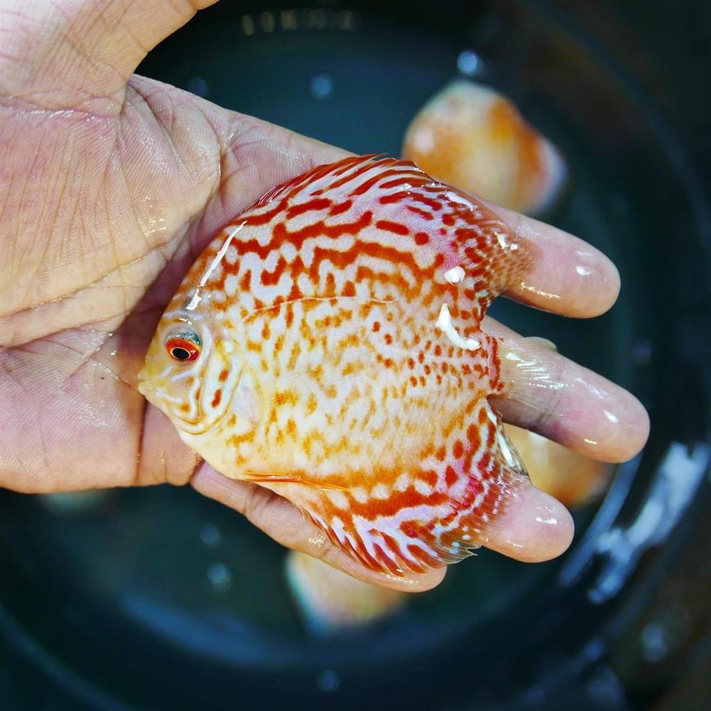 Golden Leopard Discus, Clustered Pattern | Discus.com