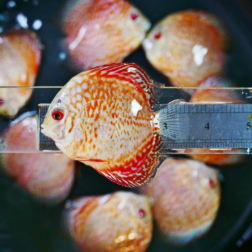 Golden Leopard Discus, Clustered Pattern | Discus.com