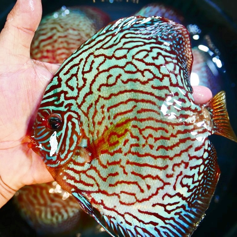 Blue Altum Flora Discus, High Body | Discus.com
