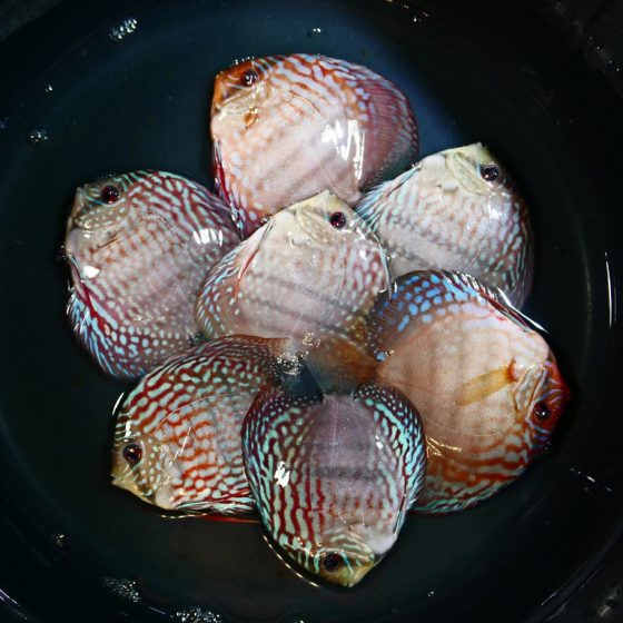 Red Heckel Alenquer Cross Discus | Discus.com
