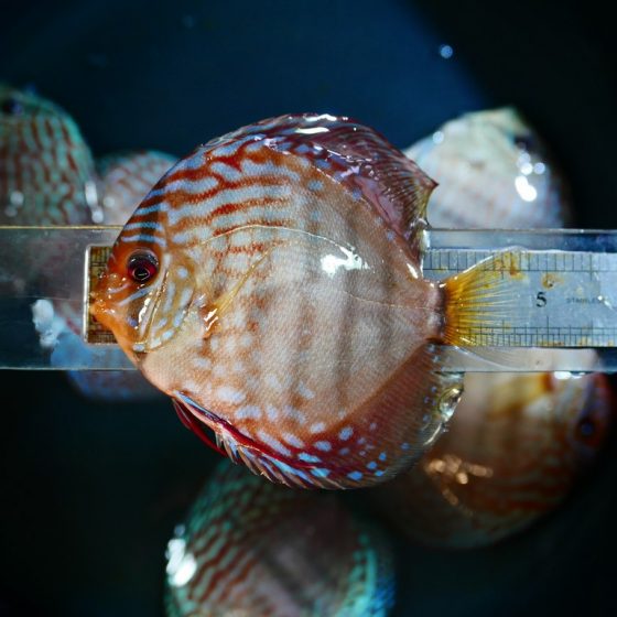 Red Heckel Alenquer Cross Discus | Discus.com