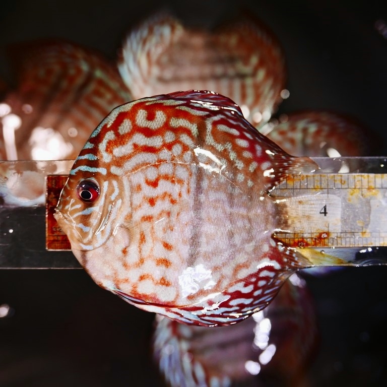 Striated Red Heckel Cross Throwback Discus | Discus.com