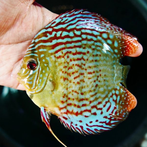 Red Heckel Cross Throwback Discus | Discus.com