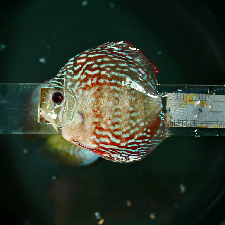 Red Heckel Cross Throwback Discus | Discus.com