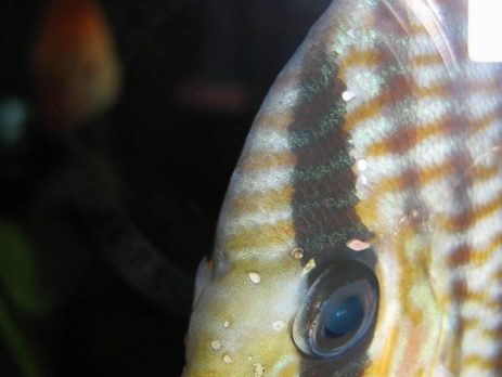 Diseases | Discus.com