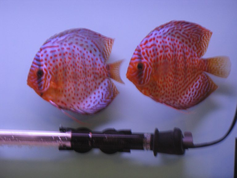 More on Sexing Discus Fish | Discus.com