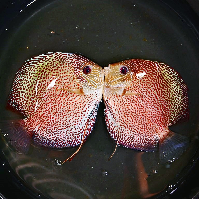 Red Leopard Snakeskin Discus | Discus.com