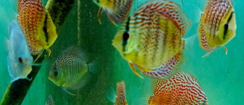 Discus Health Overview | Discus.com