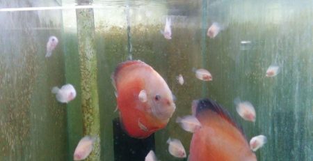 Breeding Discus with Cones | Discus.com