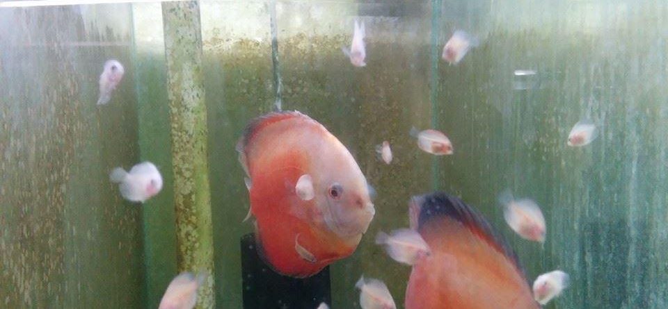 Becoming a Professional Discus Breeder | Discus.com