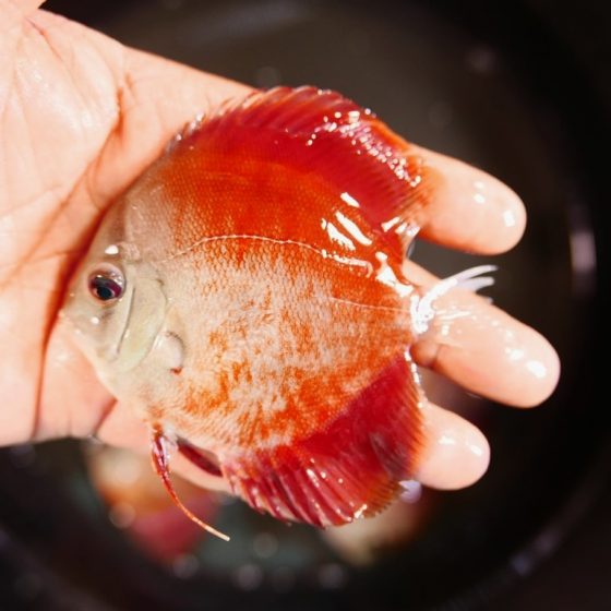 Rose Red Discus, Light Base | Discus.com