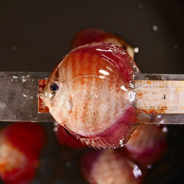 Rose Red Discus, Light Base | Discus.com