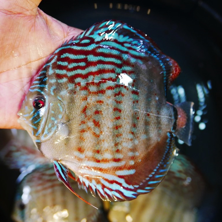 Royal Blue Turquoise Throwback Discus, Slate Base | Discus.com