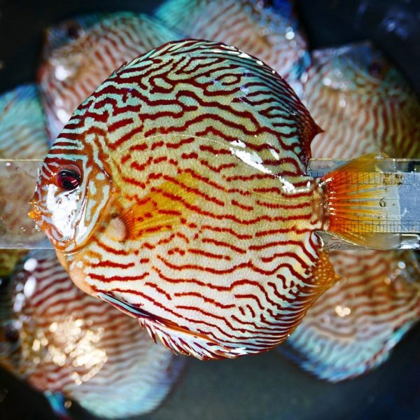 Straight-Line Red Turquoise Discus | Discus.com