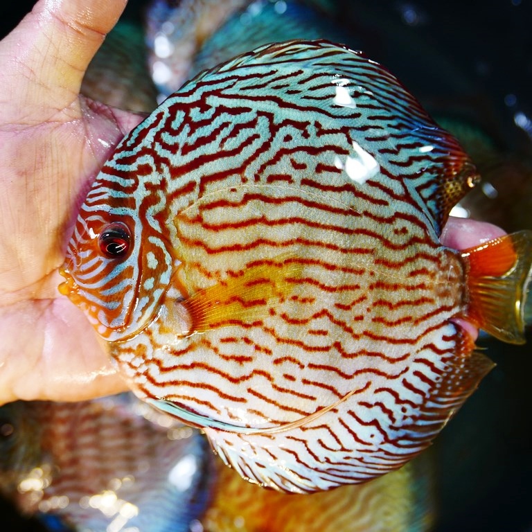 Straight-Line Red Turquoise Discus | Discus.com