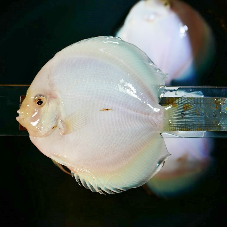 Snow White Discus – Discus.com