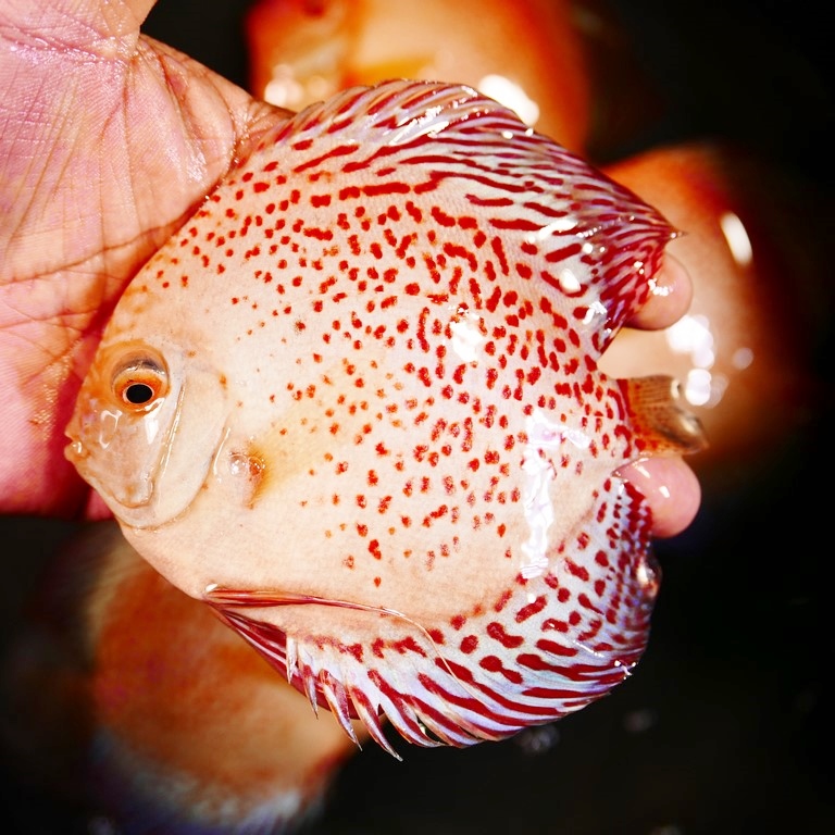 Spotted White Discus | Discus.com