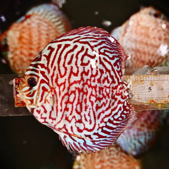 Red Tiger Carnation Turquoise Discus, White Base | Discus.com