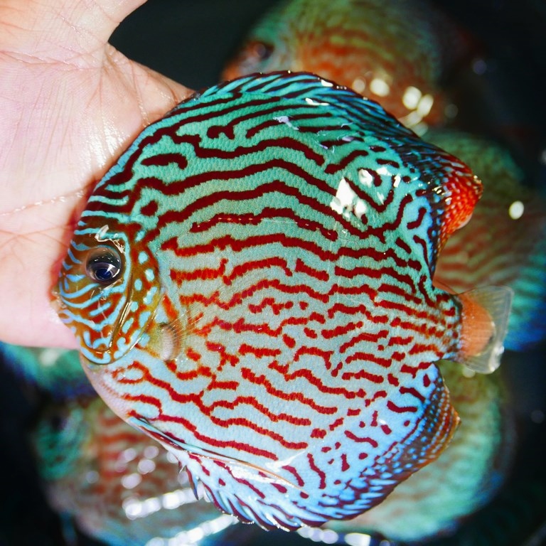 German Red Turquoise Discus, Thick Line | Discus.com
