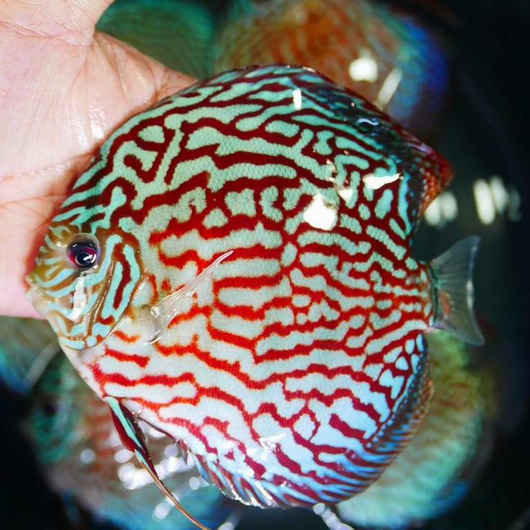 German Red Turquoise Discus, Thick Line | Discus.com