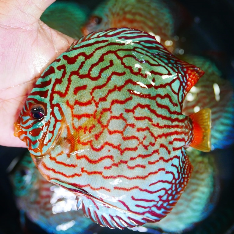 German Red Turquoise Discus, Thick Line | Discus.com