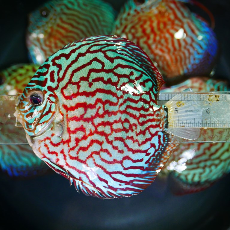 German Red Turquoise Discus, Thick Line | Discus.com