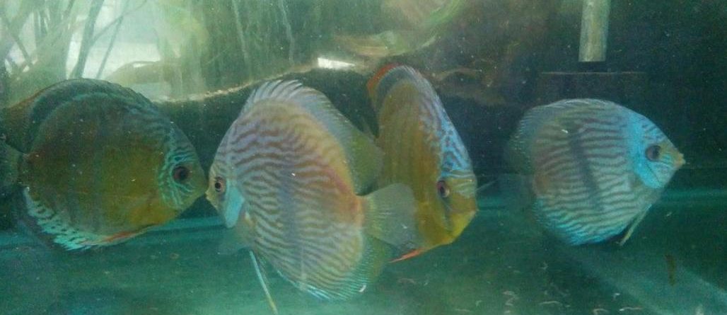 The Ideal Water Temperature for Discus | Discus.com