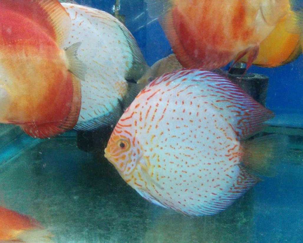 How to Care for Discus: a Brief Overview | Discus.com