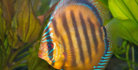 Discus Social Behavior, Feeding, and Breeding Basics – Discus.com