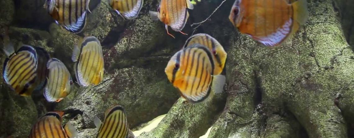 Caring for Wild Discus | Discus.com