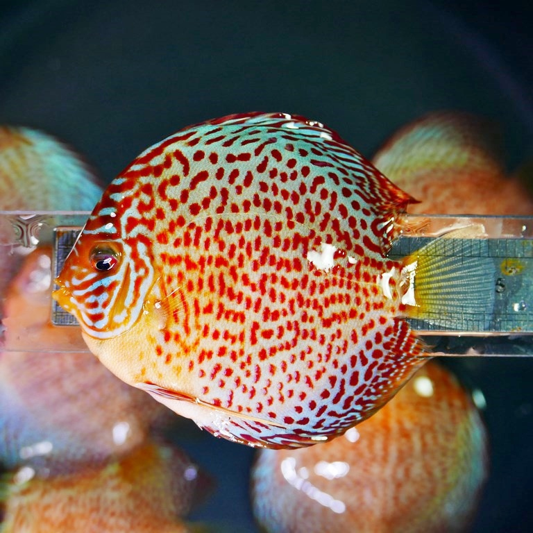 Classic Leopard Discus | Discus.com