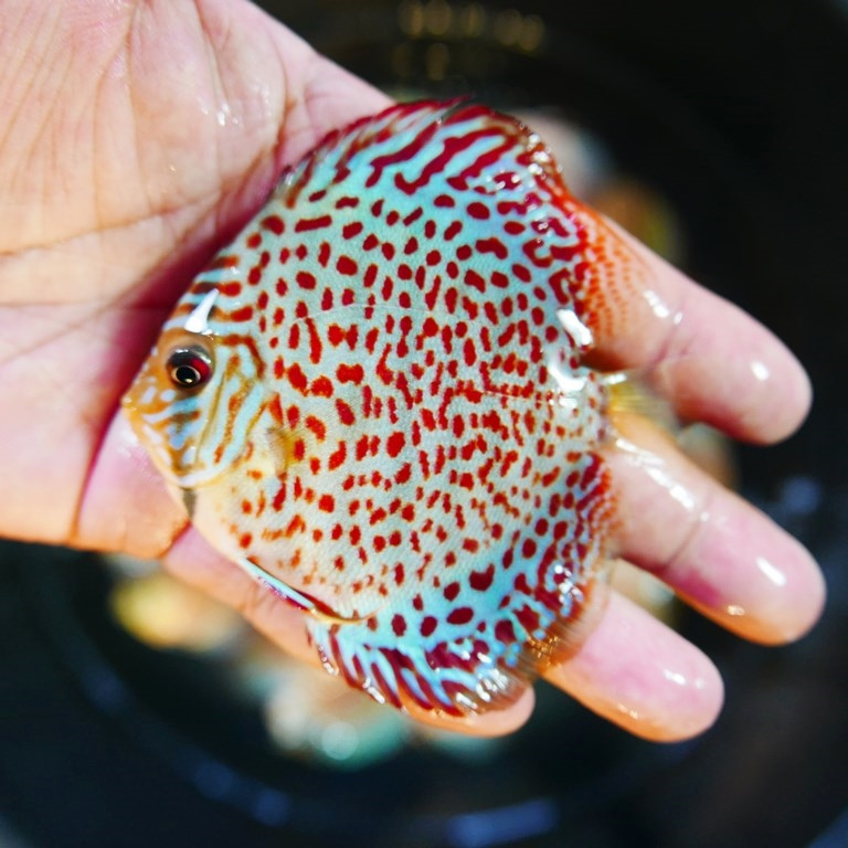 Classic Leopard Discus | Discus.com