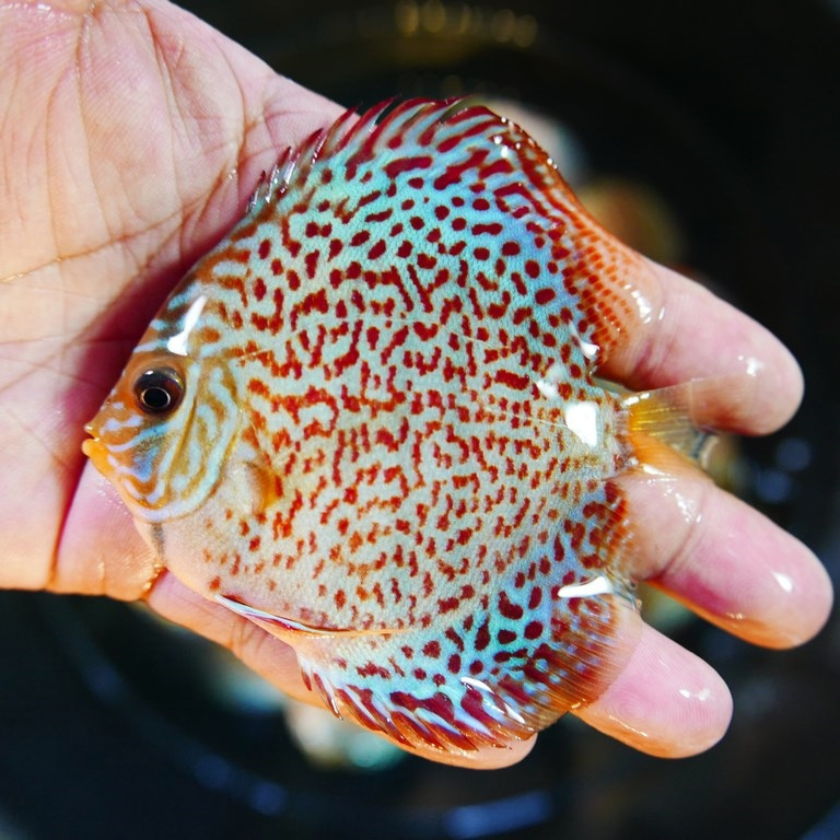 Classic Leopard Discus | Discus.com