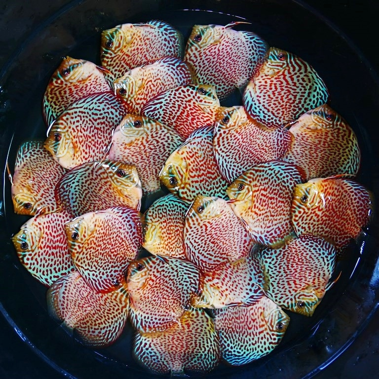 Classic Leopard Discus | Discus.com
