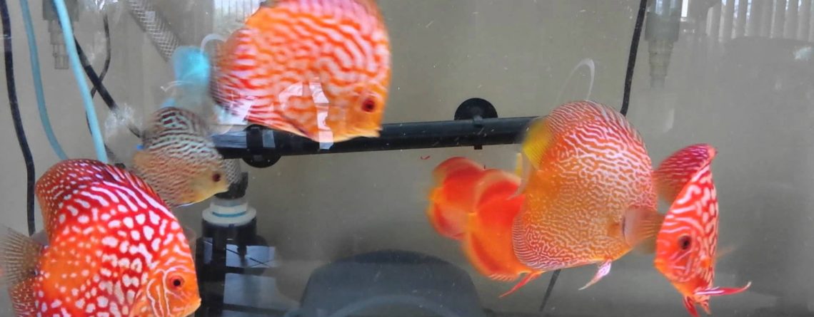 Feeding Discus Based on Size | Discus.com