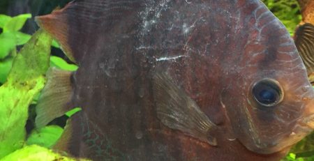 Discus Diseases and their Treatment Methods – Discus.com