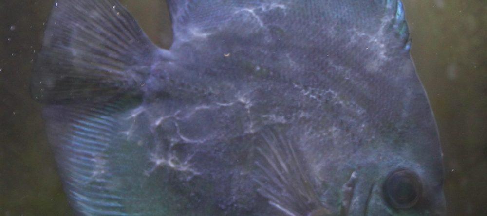 Discus Plague aka Black Death Disease is a Viral Infection – Discus.com