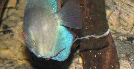 Cloudy Eye: A White Film & Milky Sheen Covering Discus Eyes – Discus.com