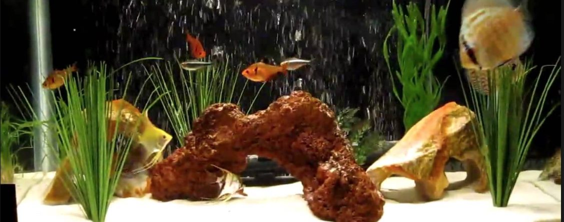 Discus Tankmates | Discus.com