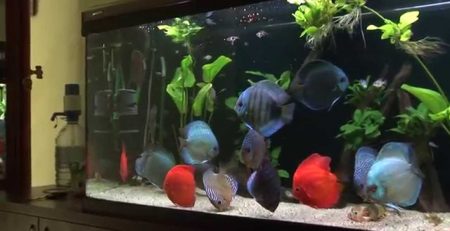Black Peppering in Discus Fish – Discus.com