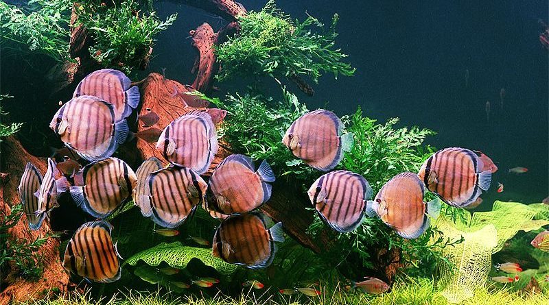 An Old School Breeder's Discus Journey: Discus as a Second Career by ...