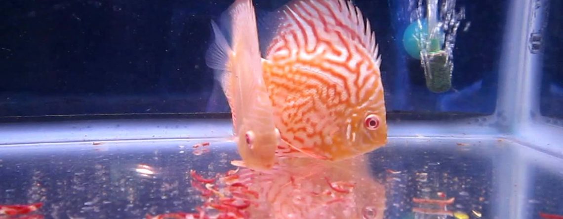 More About Food for Discus Fish – Discus.com