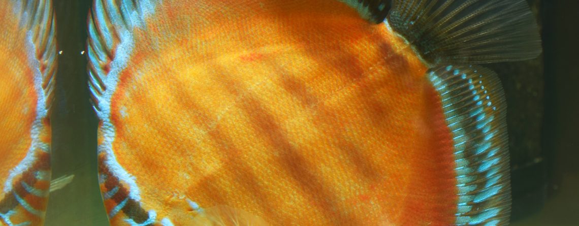 Why Discus Fish are Expensive – Discus.com