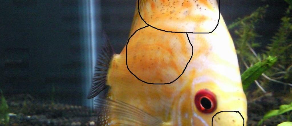 Black Peppering in Discus Fish | Discus.com