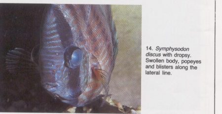 Hole in the Head Disease: Head & Lateral Line Erosion in Discus ...